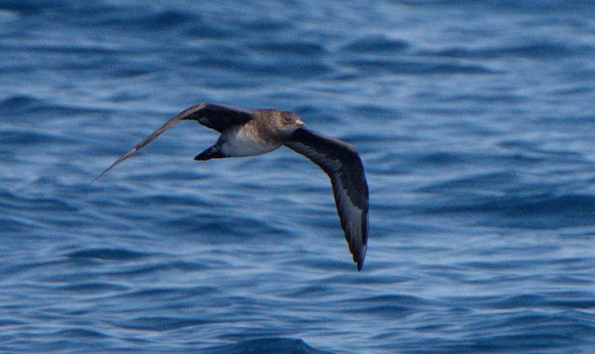 eBird Checklist - 9 Mar 2024 - Catalina Channel between Dana Point and ...