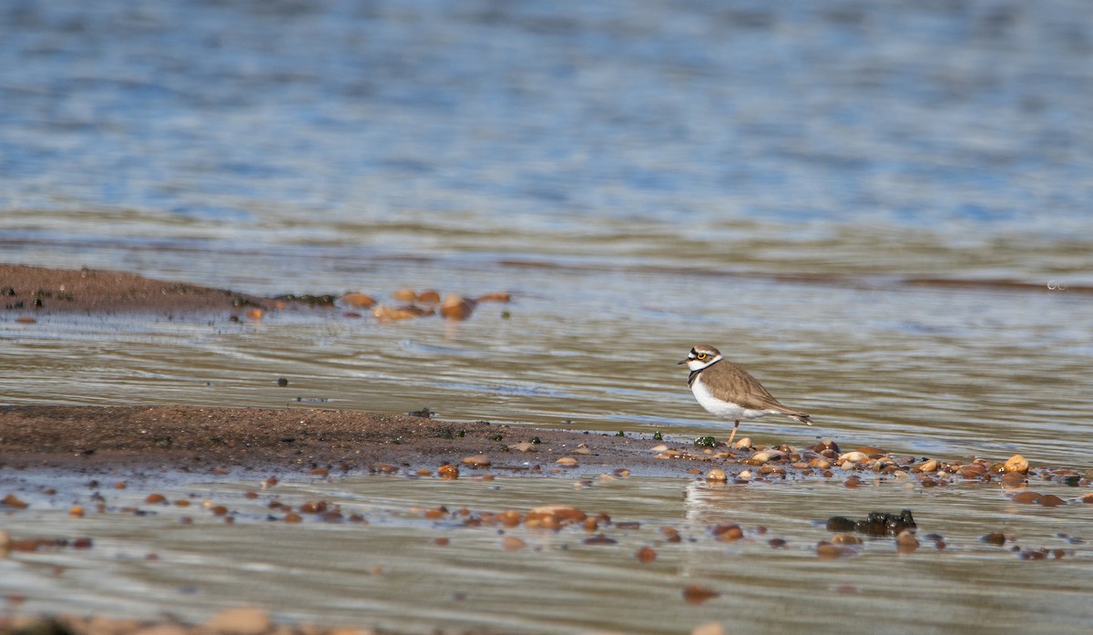 eBird Checklist - 17 Mar 2024 - Weston-on-Trent, England, GB (52.854 ...