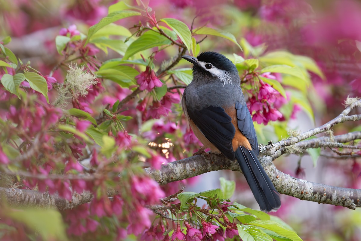 ML616457929 - White-eared Sibia - Macaulay Library