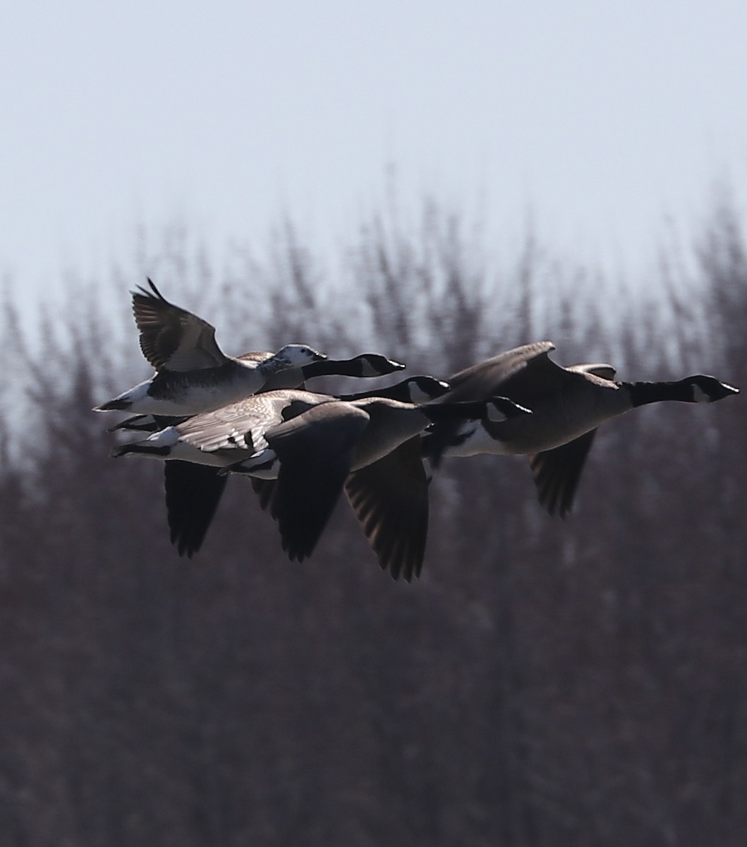 ML616473066 - Barnacle x Canada Goose (hybrid) - Macaulay Library