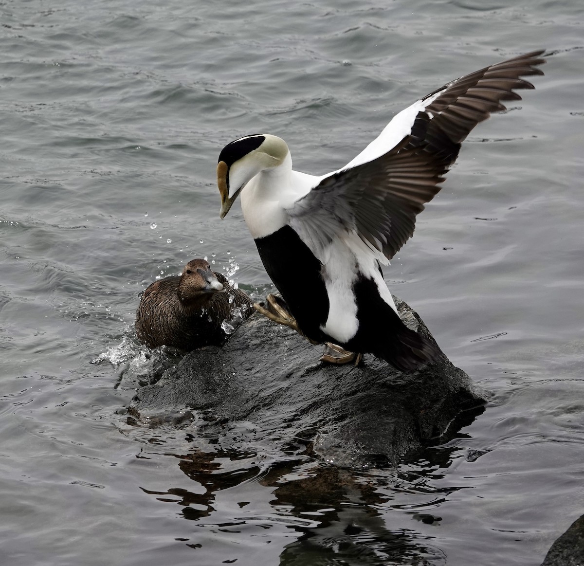 ML616474855 - Common Eider - Macaulay Library