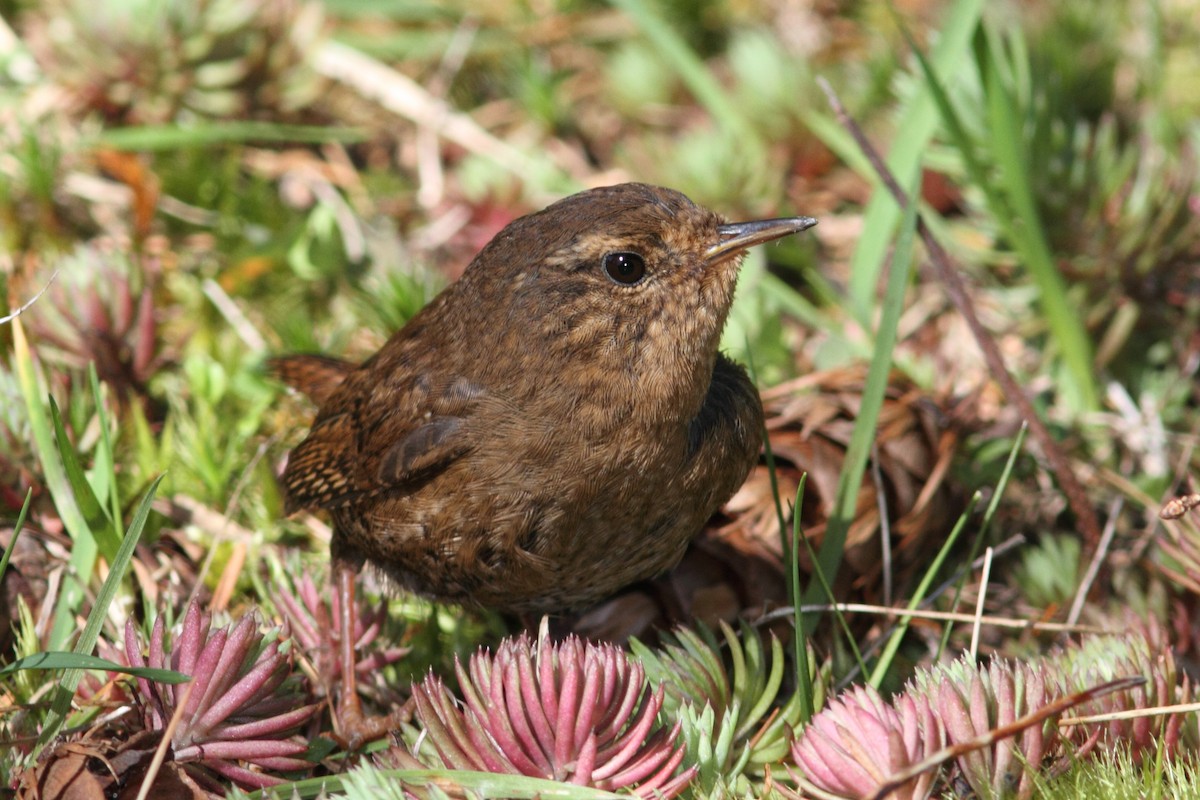 eBird Checklist - 2 Apr 2011 - Lily Point, Point Roberts - 1 species