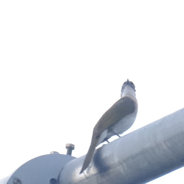 ML616495875 - Styan's Bulbul - Macaulay Library
