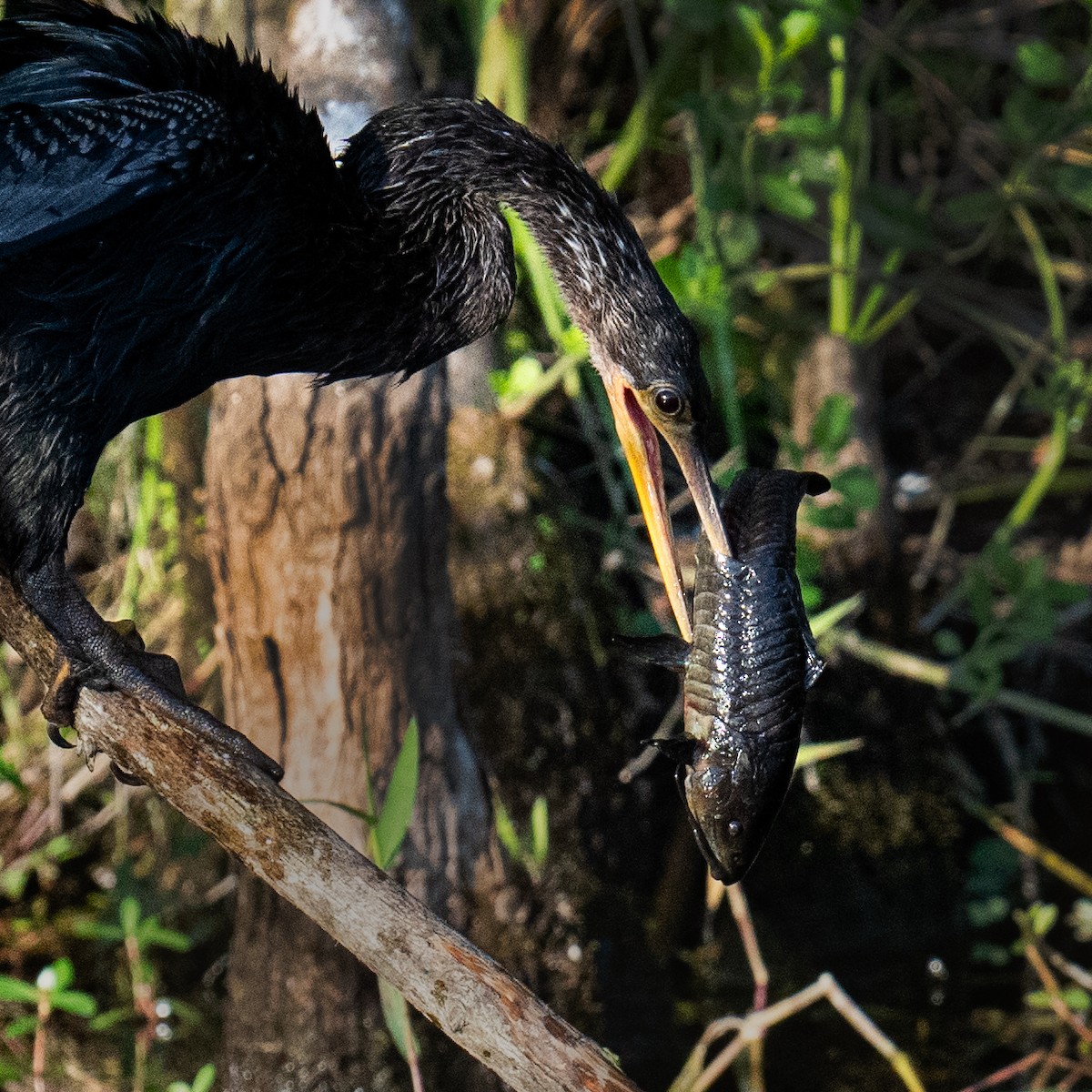 eBird Checklist - 14 Feb 2024 - Audubon Corkscrew Sanctuary - 6 species