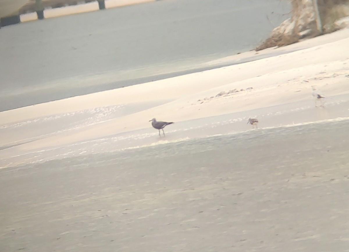 eBird Checklist - 26 Mar 2024 - Perdido Pass/Alabama Point--East - 31 ...