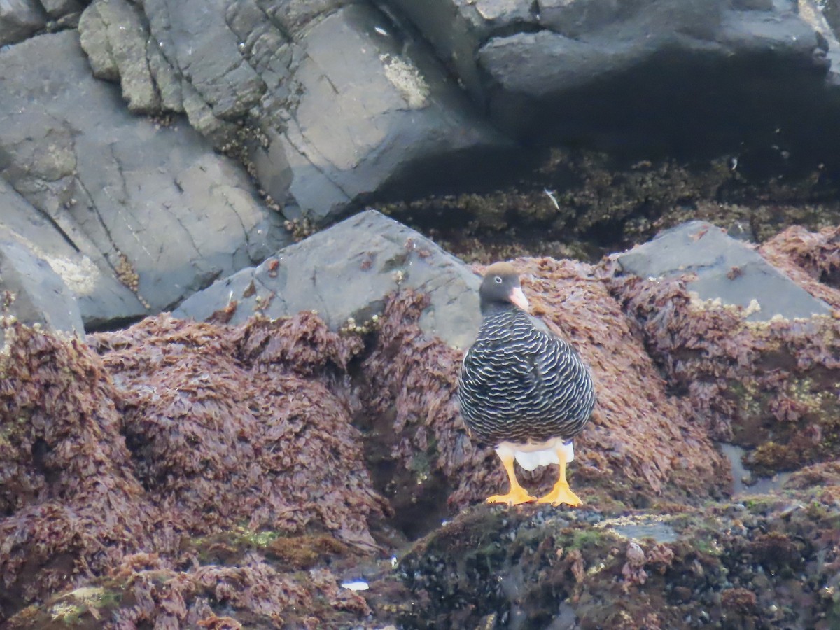 eBird Checklist - 26 Mar 2024 - Canal Beagle - 16 species