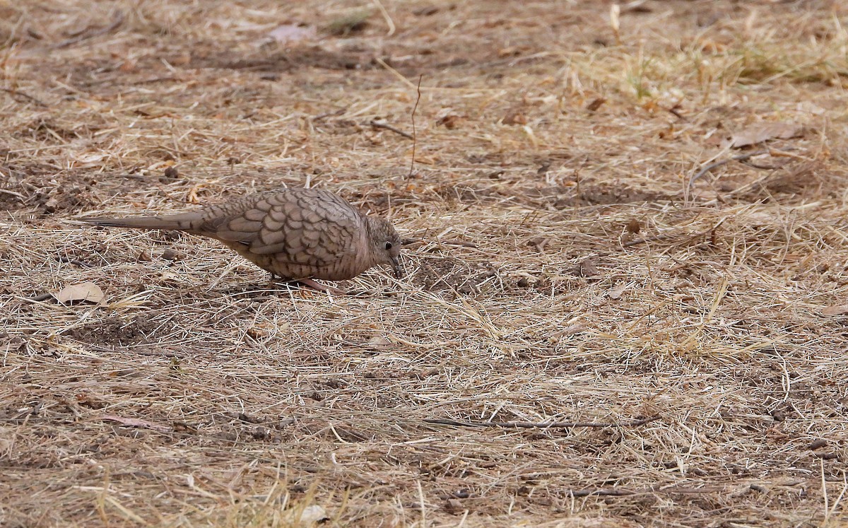 ML616532797 - Inca Dove - Macaulay Library