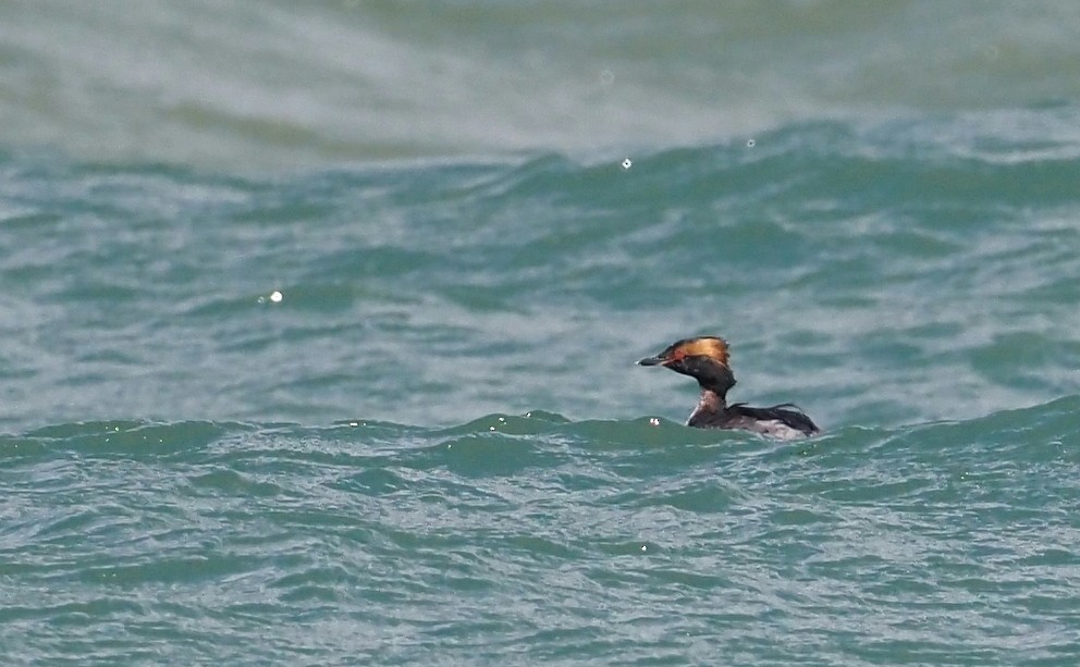 ML616545737 - Horned Grebe - Macaulay Library