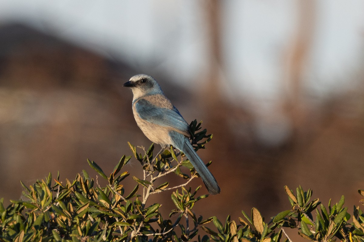 eBird Checklist - 20 Mar 2024 - Helen and Allan Cruickshank Sanctuary ...