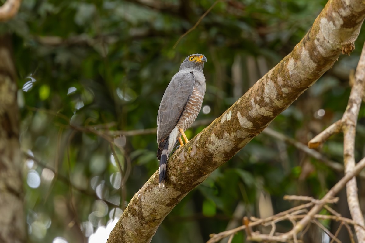 eBird Checklist - 19 Feb 2024 - Rupununi Road--between Surama Junction ...