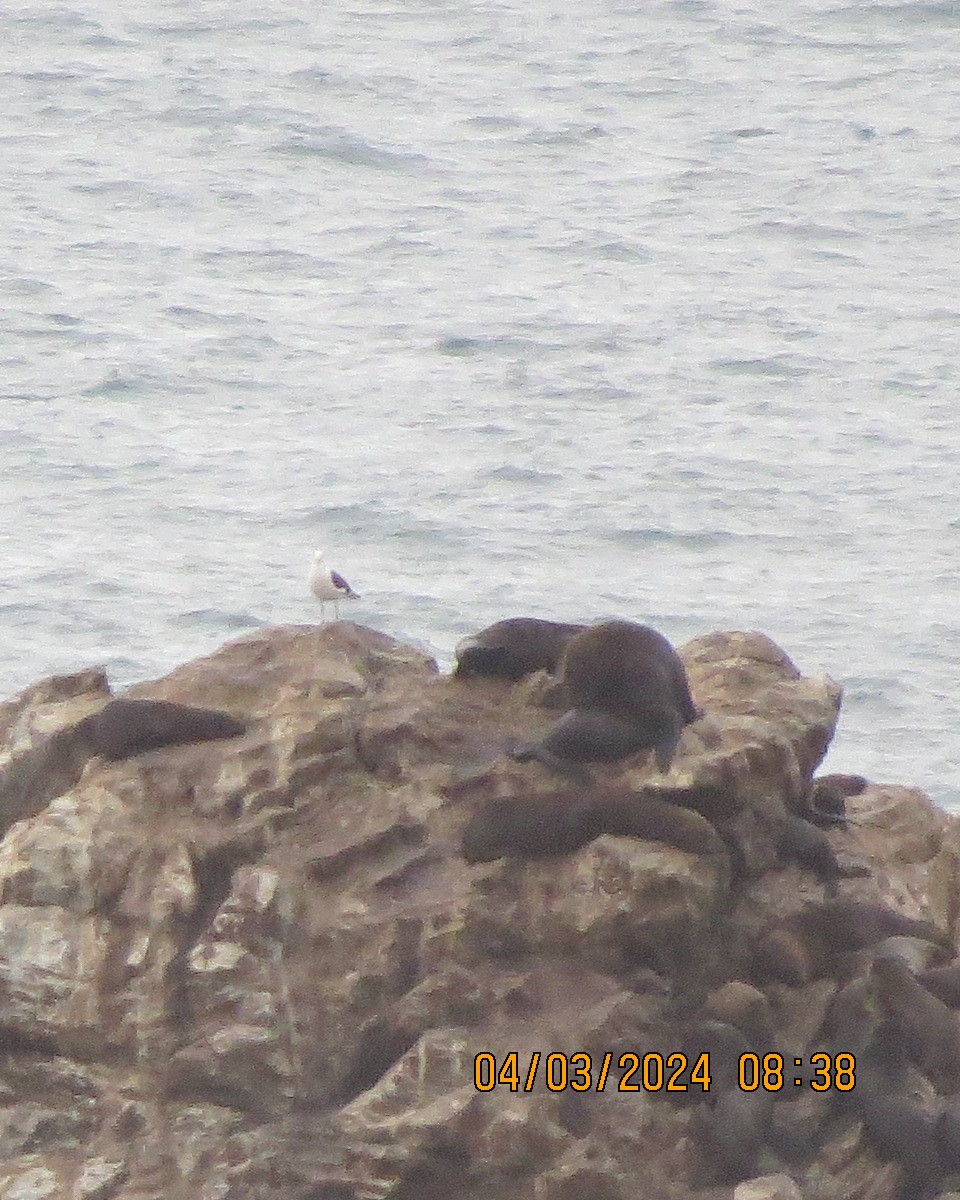 eBird Checklist - 4 Mar 2024 - Rooi-Els - 20 species