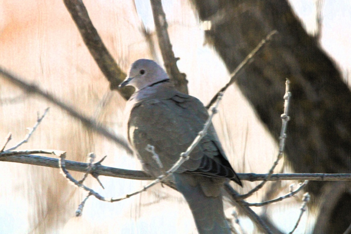 eBird Checklist - 27 Mar 2024 - SE33-3-12W yard - 9 species