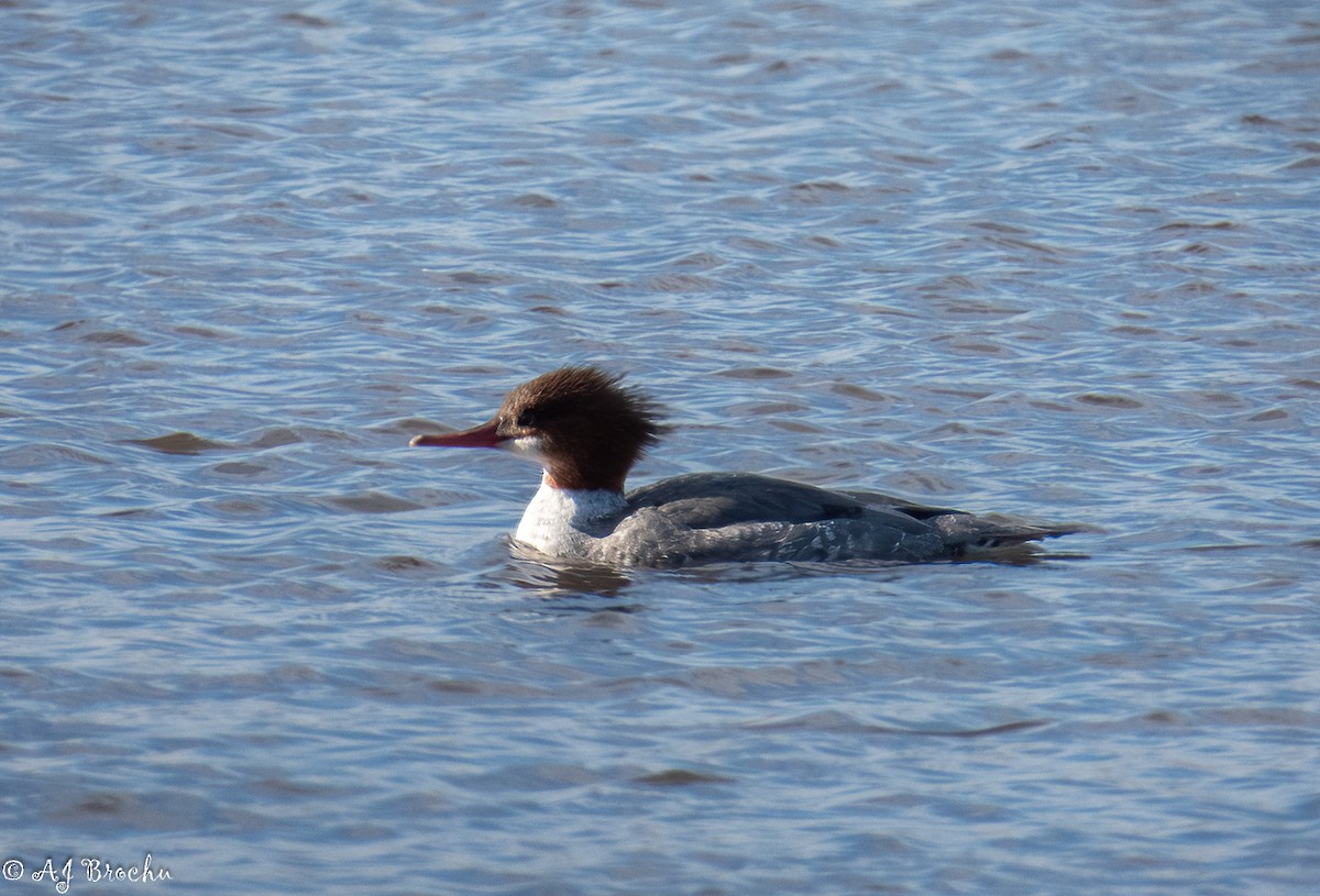 ML616567207 - Common Merganser - Macaulay Library