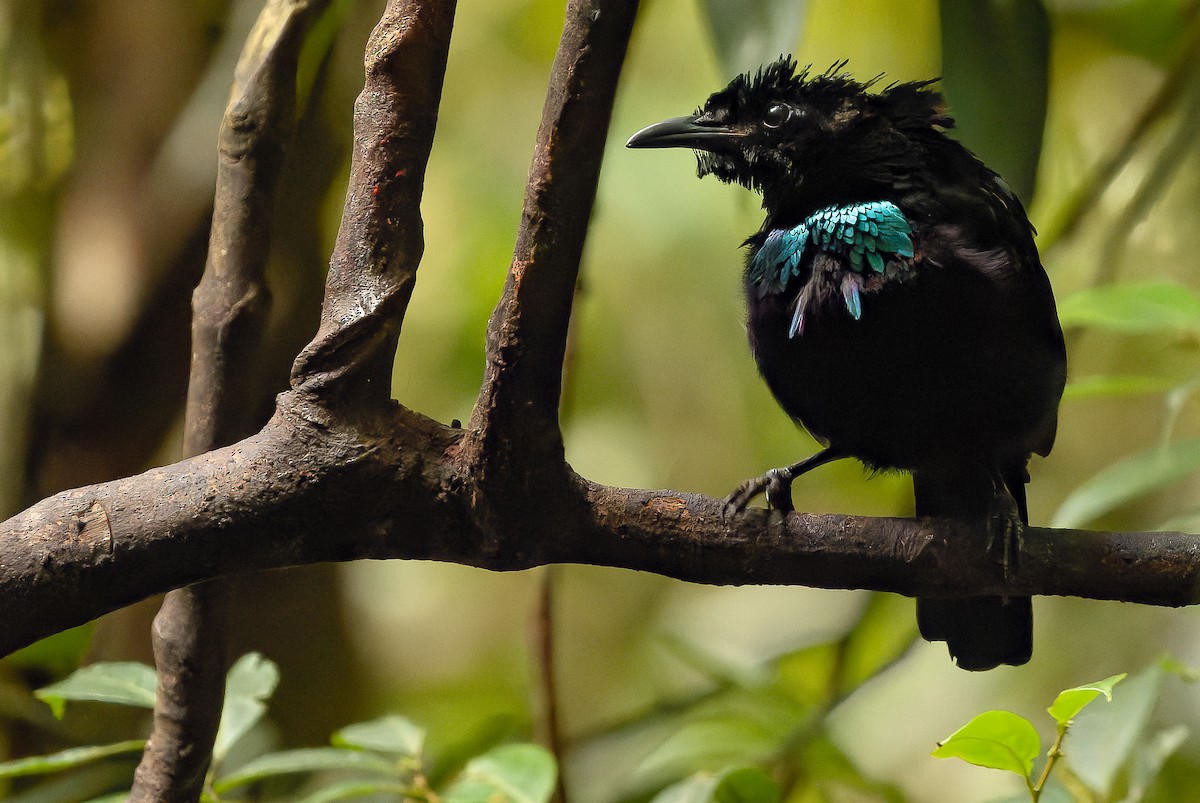 ML616579184 - Vogelkop Lophorina - Macaulay Library