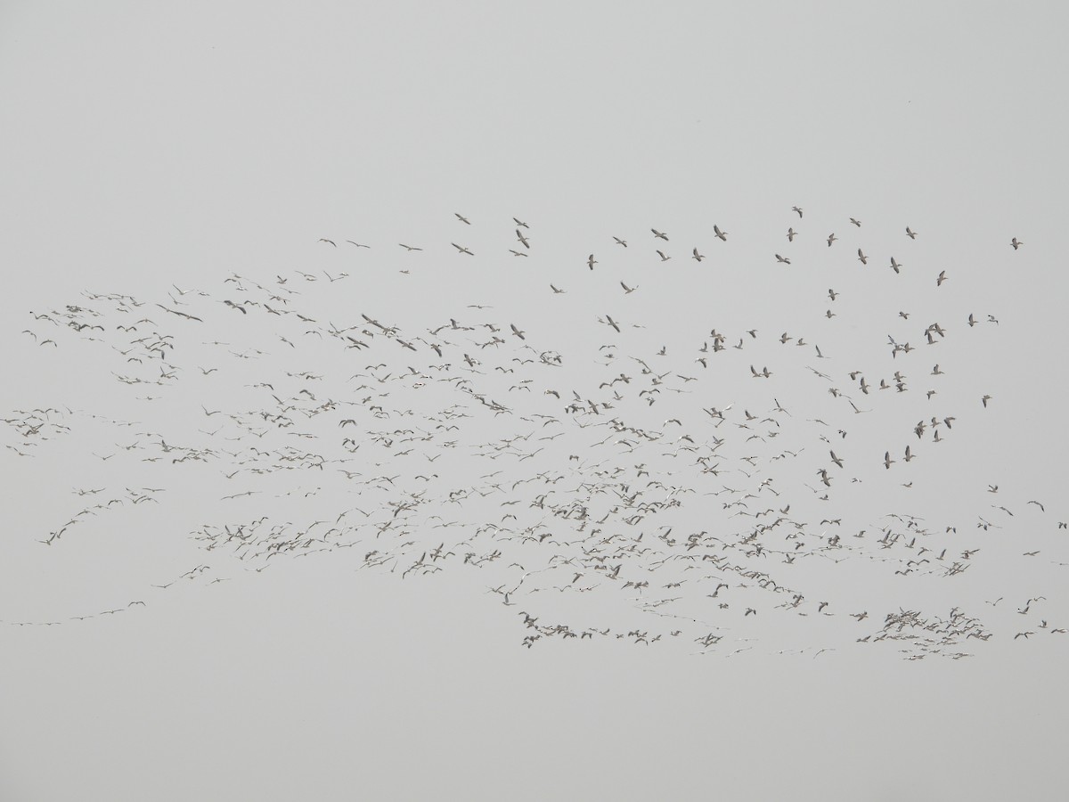 Israel Breeding Bird Atlas Checklist - 28 Mar 2024 - גבעת חבצלת - 2 species