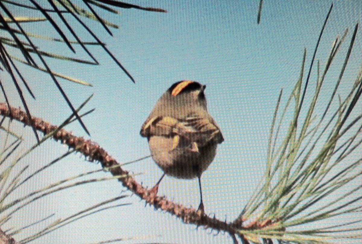 ML616597518 - Golden-crowned Kinglet - Macaulay Library