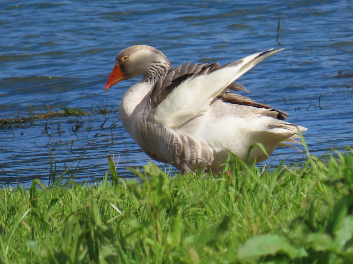 ML616617758 - Graylag Goose (Domestic type) - Macaulay Library