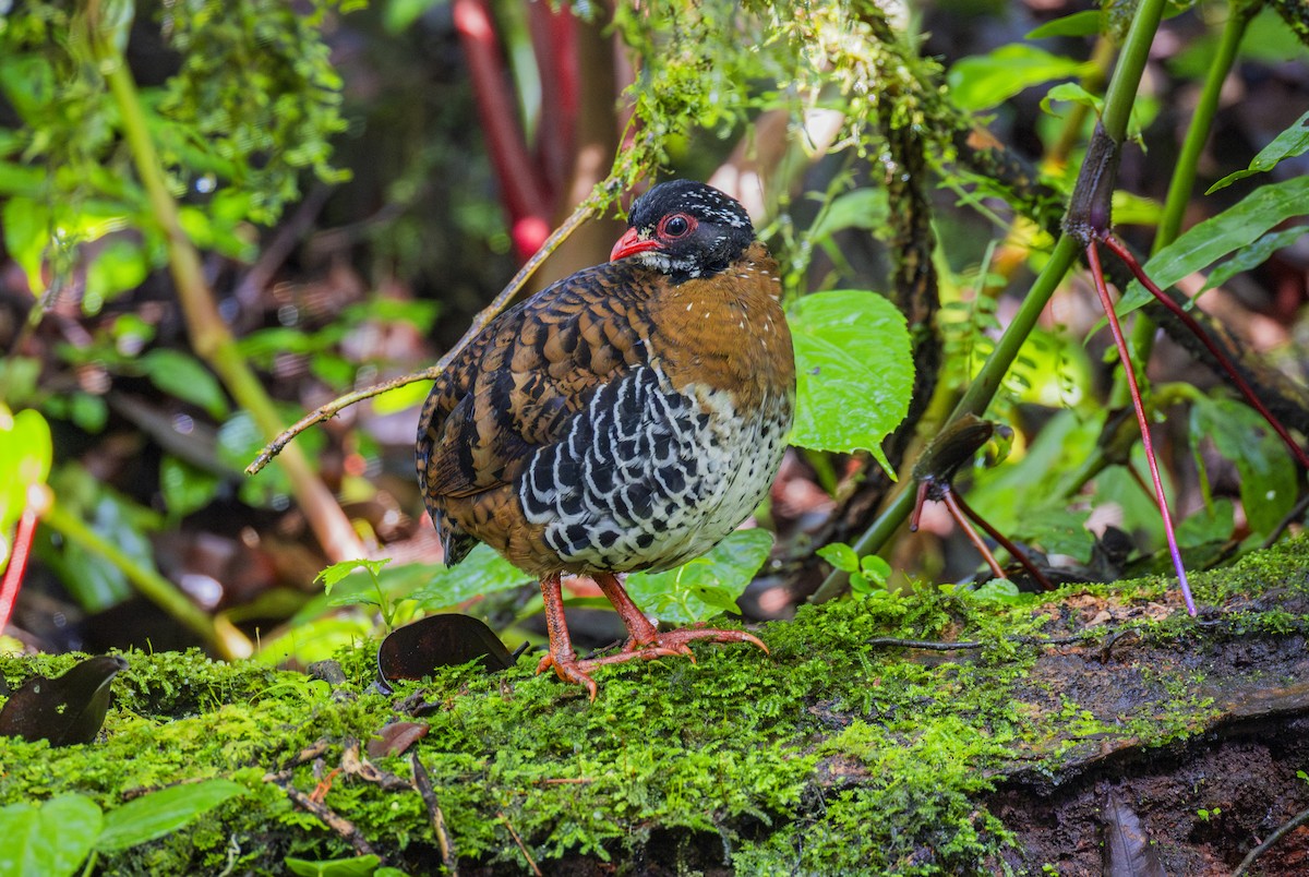 ML616626252 - Red-billed Partridge - Macaulay Library