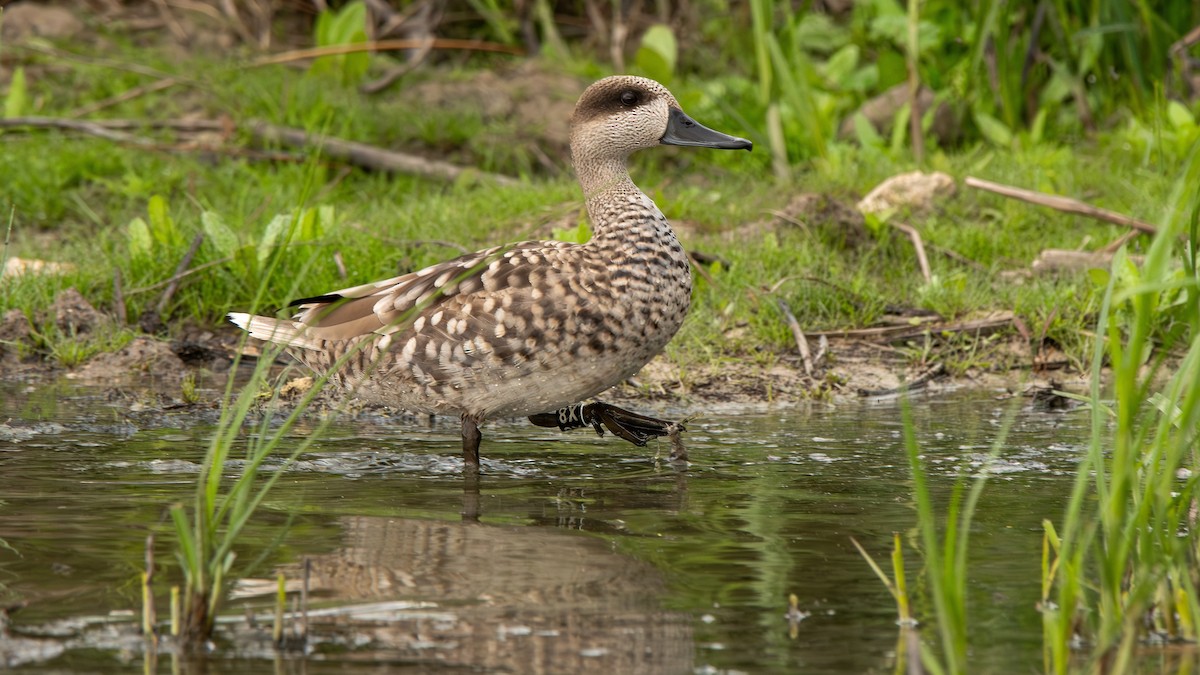 ML616634606 - Marbled Duck - Macaulay Library