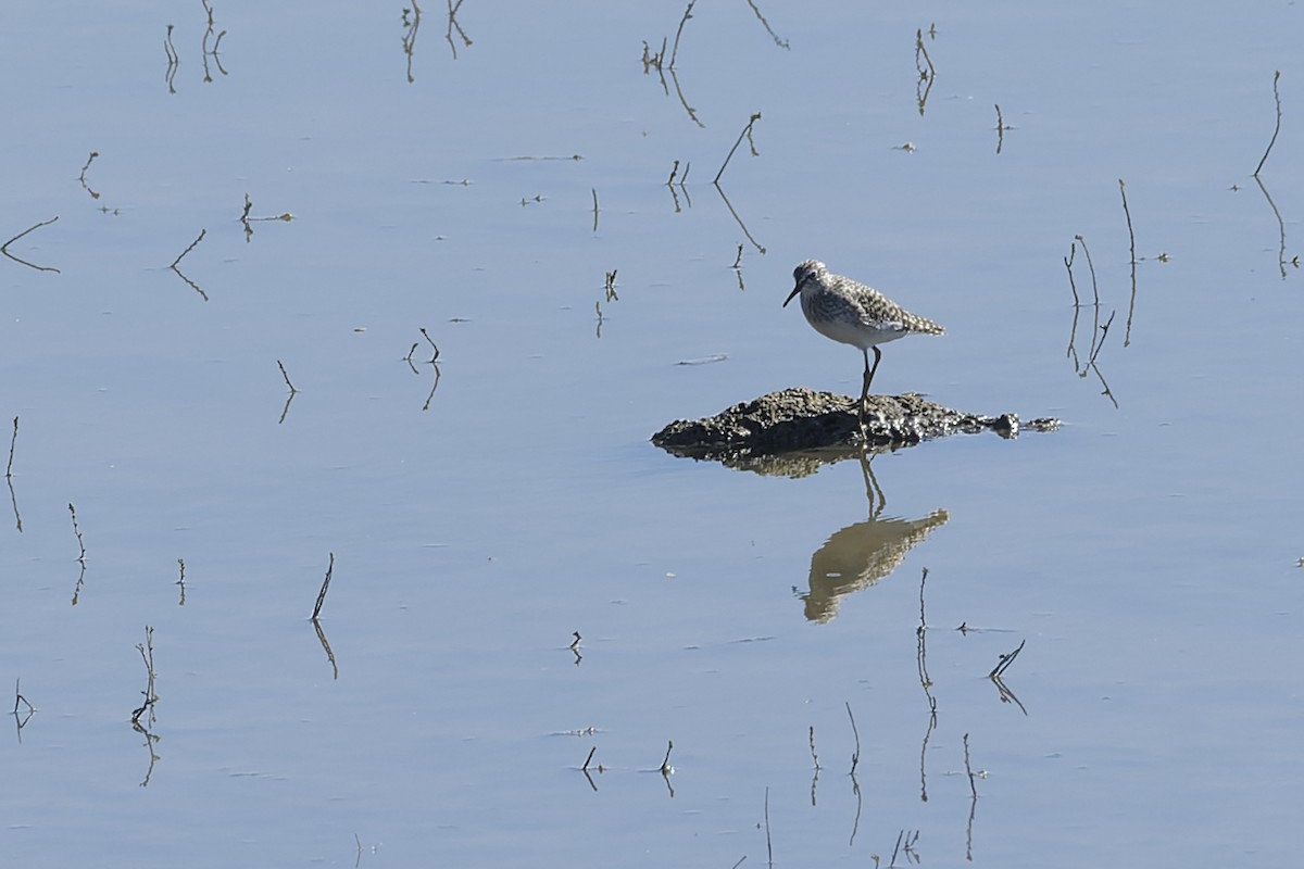 eBird Checklist - 29 Mar 2024 - Lake Goldsmith Wildlife Reserve - 36 ...