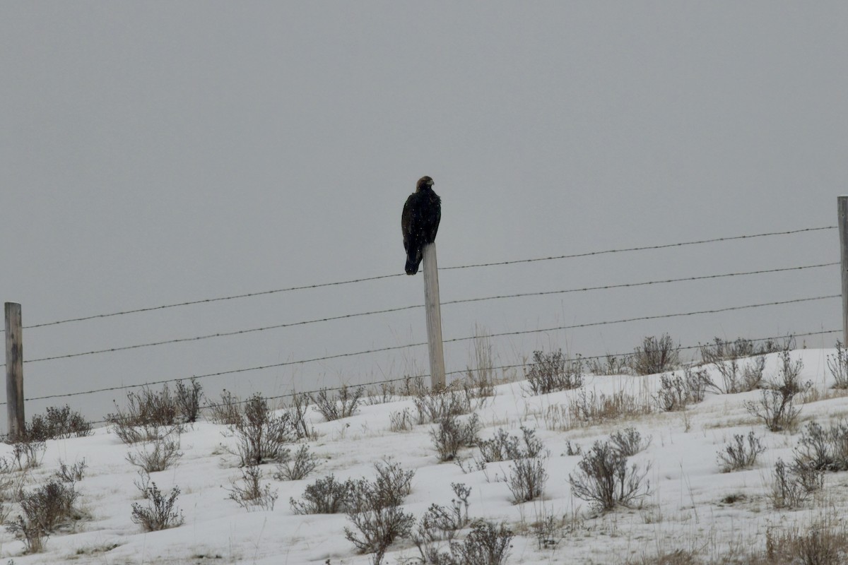 eBird Checklist - 29 Mar 2024 - Grand Valley Road (between Township Rd ...