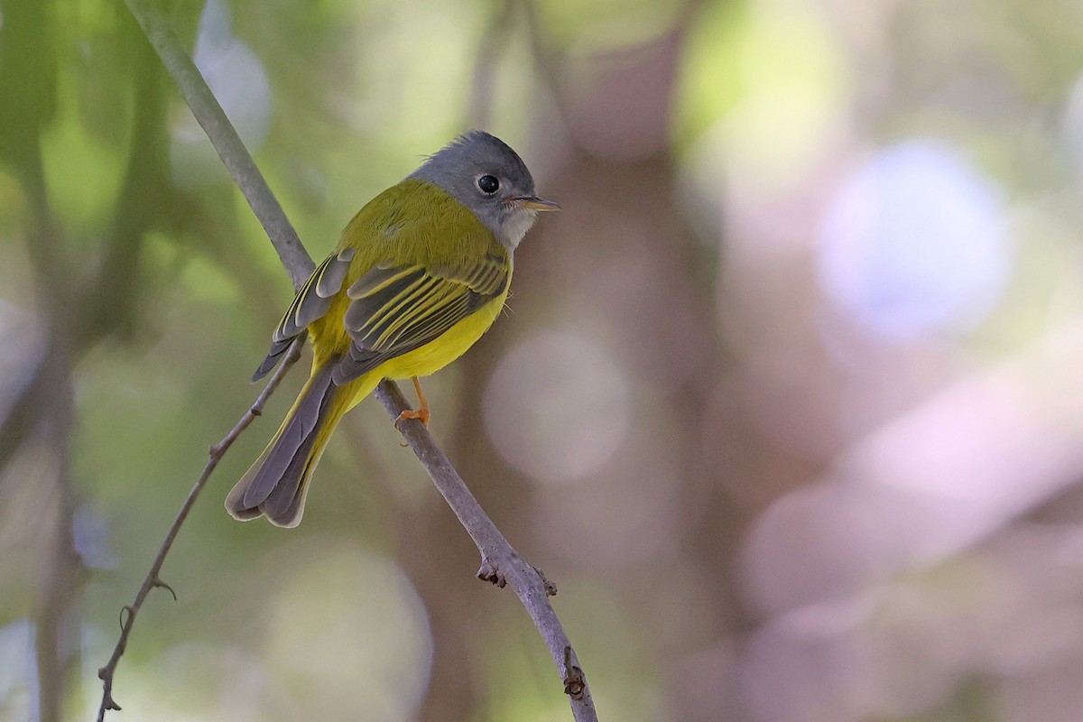 ML616653129 - Gray-headed Canary-Flycatcher - Macaulay Library