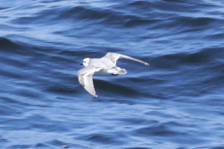 eBird Checklist - 29 Mar 2024 - Pacific Ocean PE-Ica (-14.9625,-75.9870 ...
