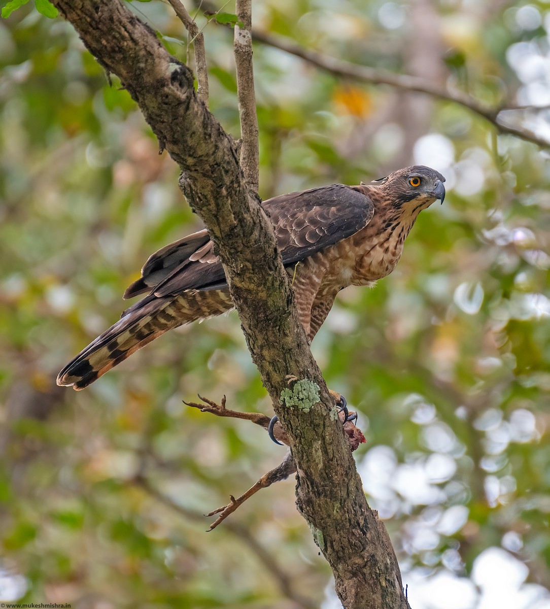 ML616663043 - Legge's Hawk-Eagle - Macaulay Library