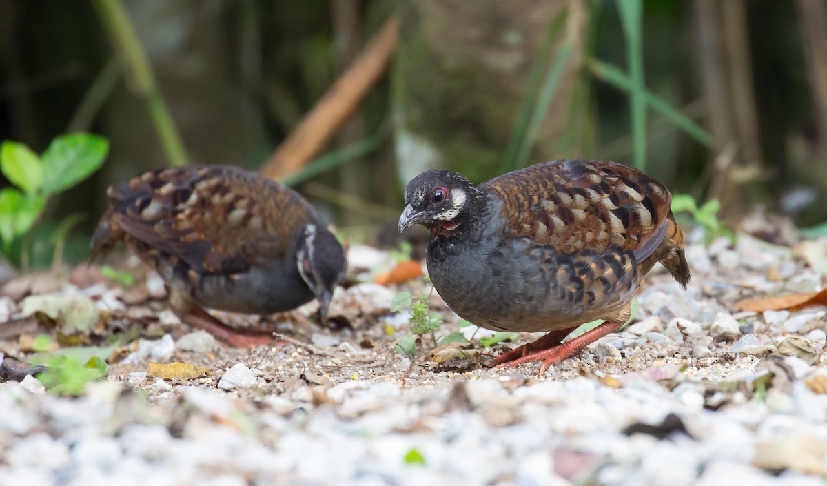 eBird Checklist - 26 Feb 2017 - Bukit Fraser--Jalan Richmond (Pahang ...