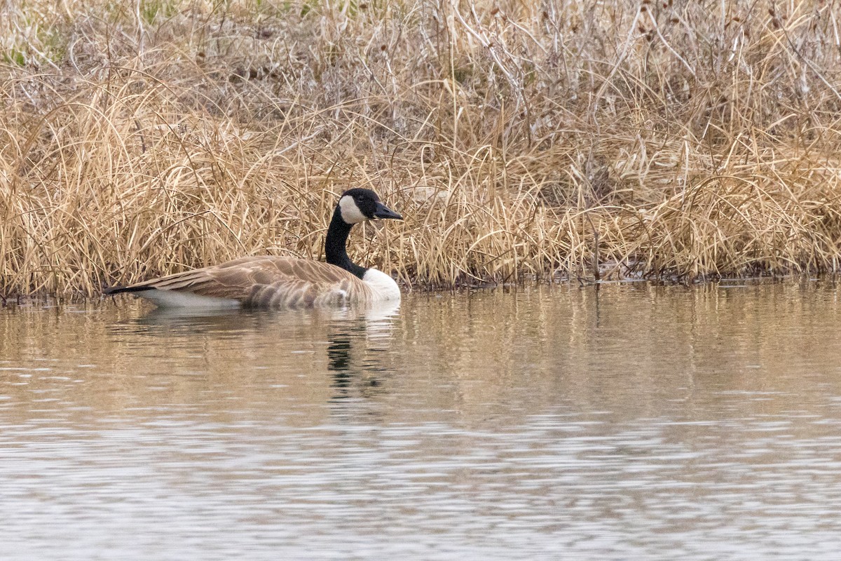 eBird Checklist - 30 Mar 2024 - bridge stop 150th S of Denman - 7 species