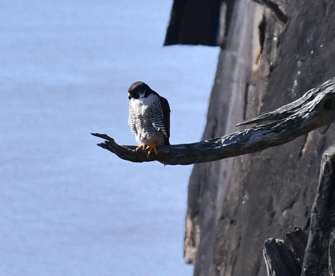 eBird Checklist - 30 Mar 2024 - Palisades Park IBA--State Line Lookout ...
