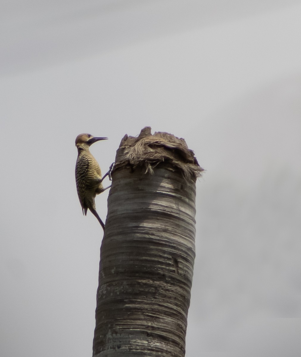 eBird Checklist - 30 Mar 2024 - El Bonete, Sierra. - 38 species