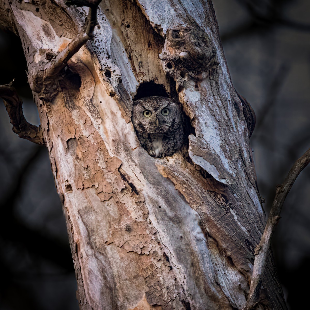 eBird Checklist - 30 Mar 2024 - Cuyahoga Valley NP--Station Rd. Towpath ...