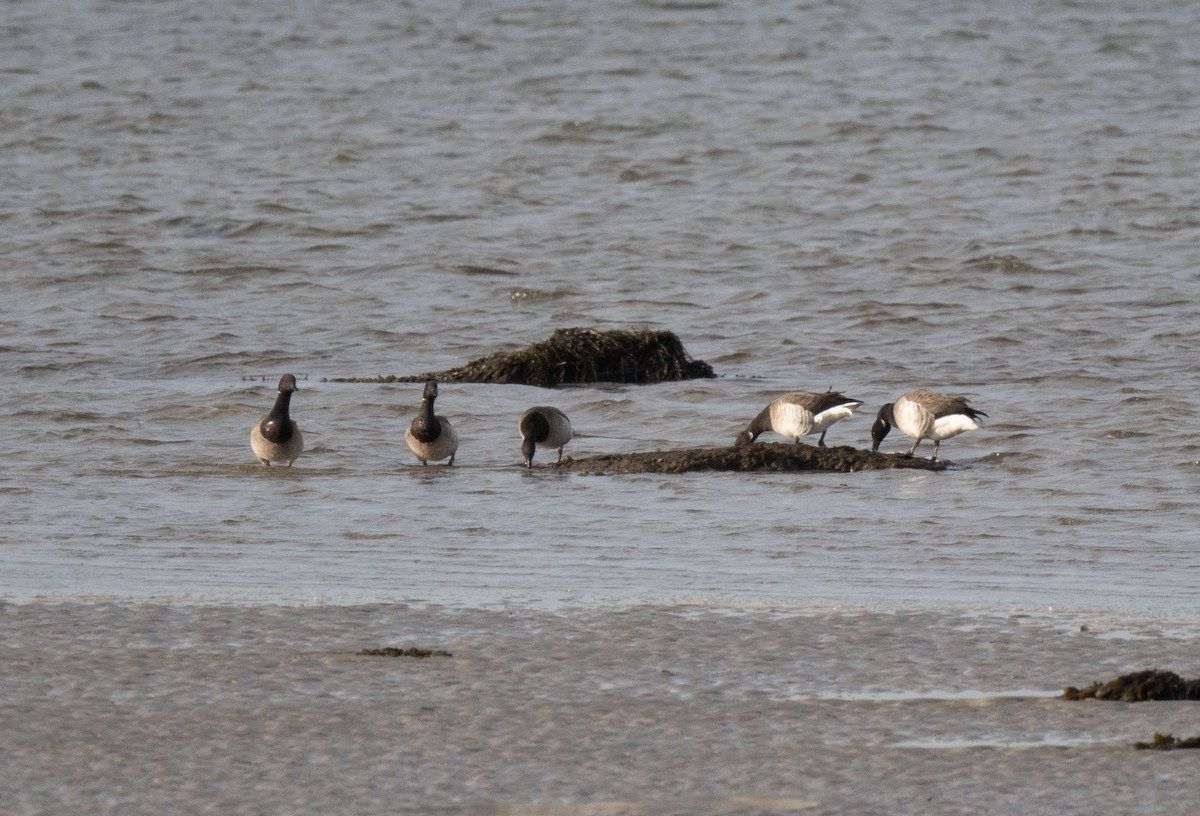 eBird Checklist - 31 Mar 2024 - Hawk flats - 9 species