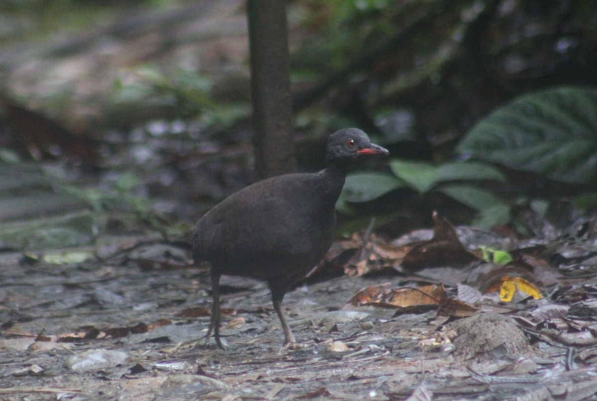 Berlepsch's Tinamou - Crypturellus berlepschi - Media Search - Macaulay ...