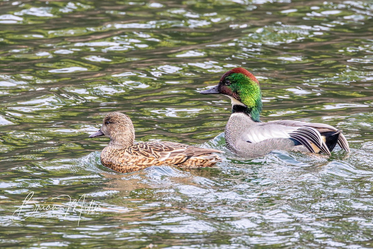 ML616763419 - Falcated Duck - Macaulay Library