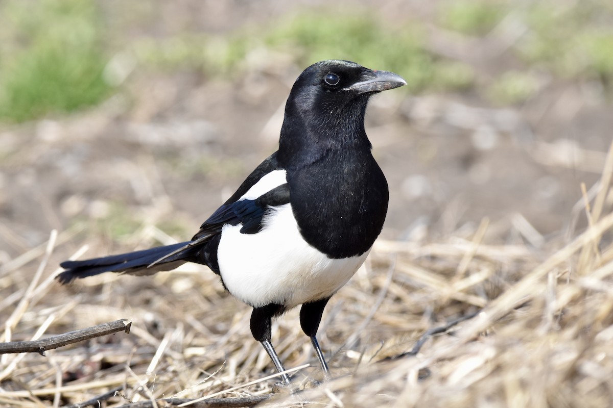 eBird Checklist - 1 Apr 2024 - 18544–18674 Fargo Rd, Chatham-Kent CA-ON ...
