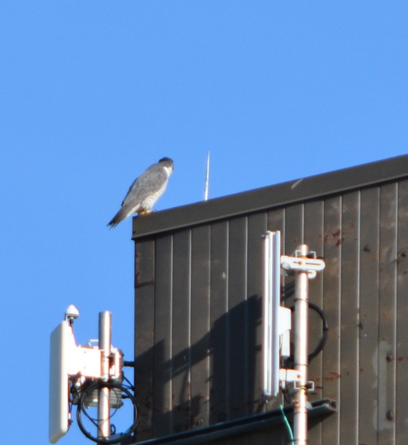 eBird Checklist - 1 Apr 2024 - General Motors Technical Center ...