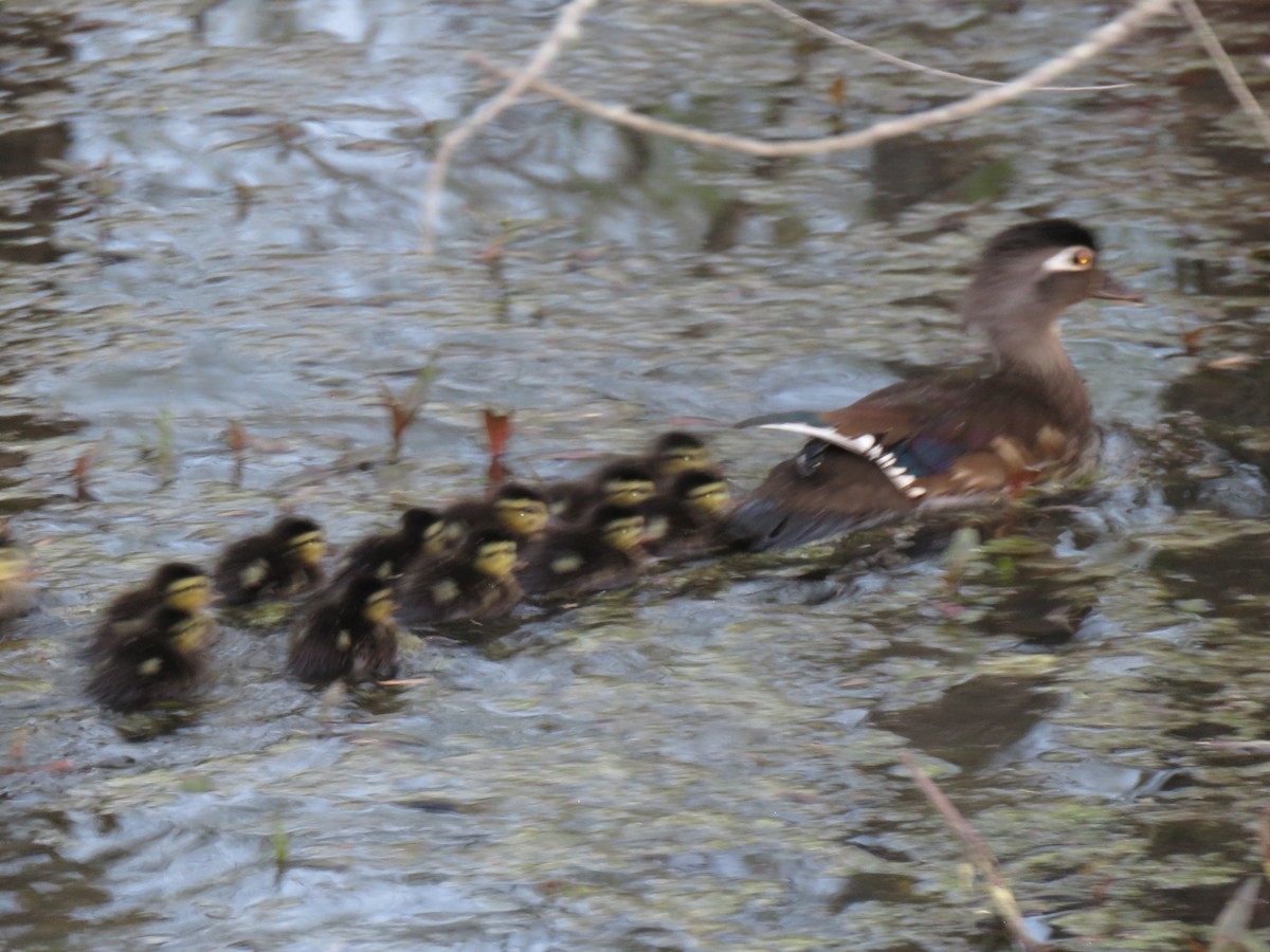 eBird Checklist - 1 Apr 2024 - Crabtree Creek Wetland--West of Raleigh ...