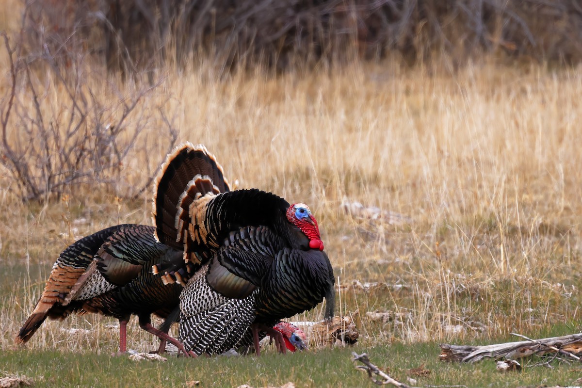 eBird Checklist - 1 Apr 2024 - Roosevelt/Whiterocks 7000 North - 3 species