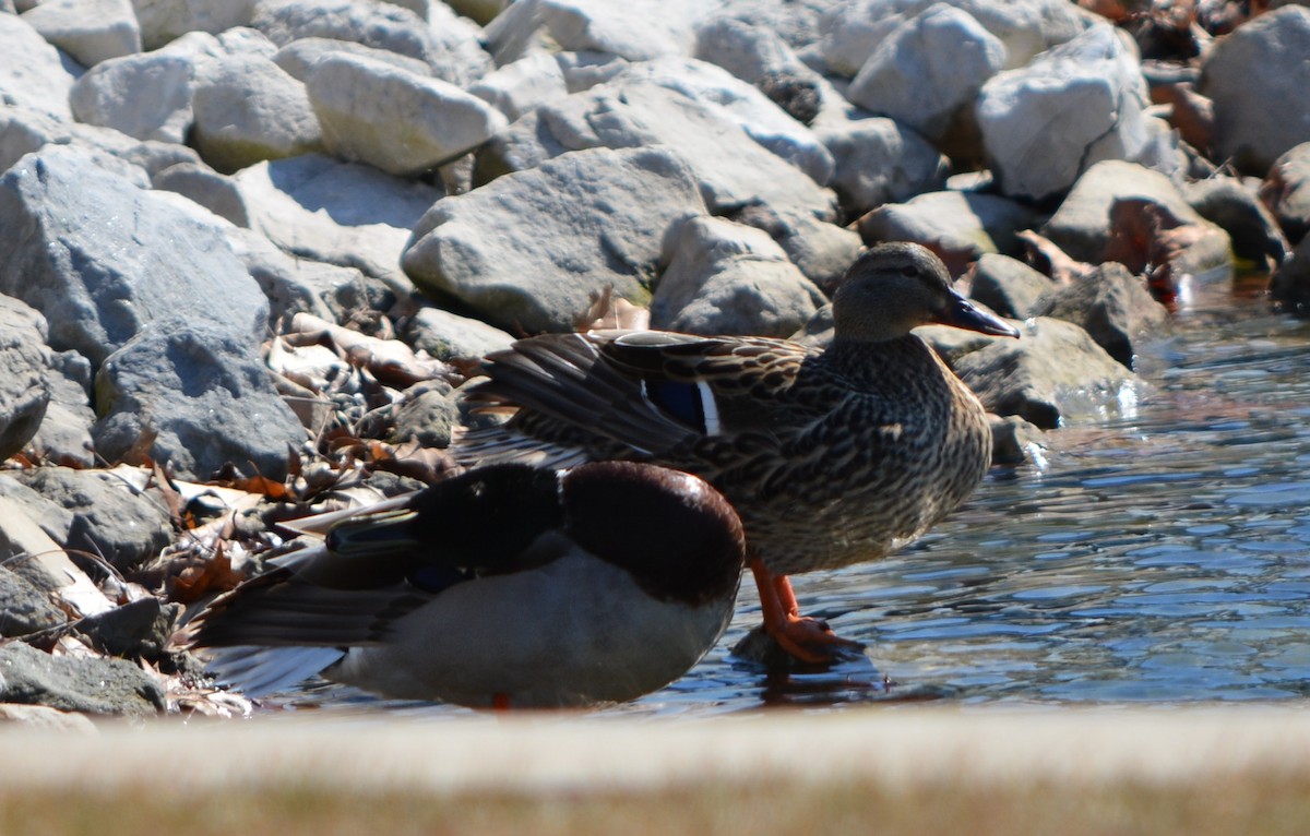 eBird Checklist - 1 Apr 2024 - General Motors Technical Center ...