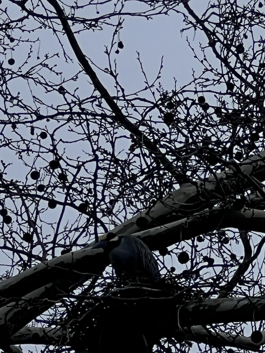 Pennsylvania Bird Atlas Checklist - 1 Apr 2024 - Stakeout Yellow-Crowned Night Herons - 1 species