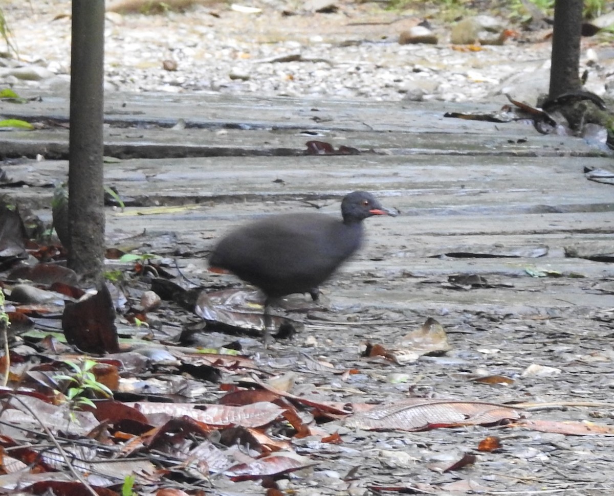 Berlepsch's Tinamou - Crypturellus berlepschi - Media Search - Macaulay ...