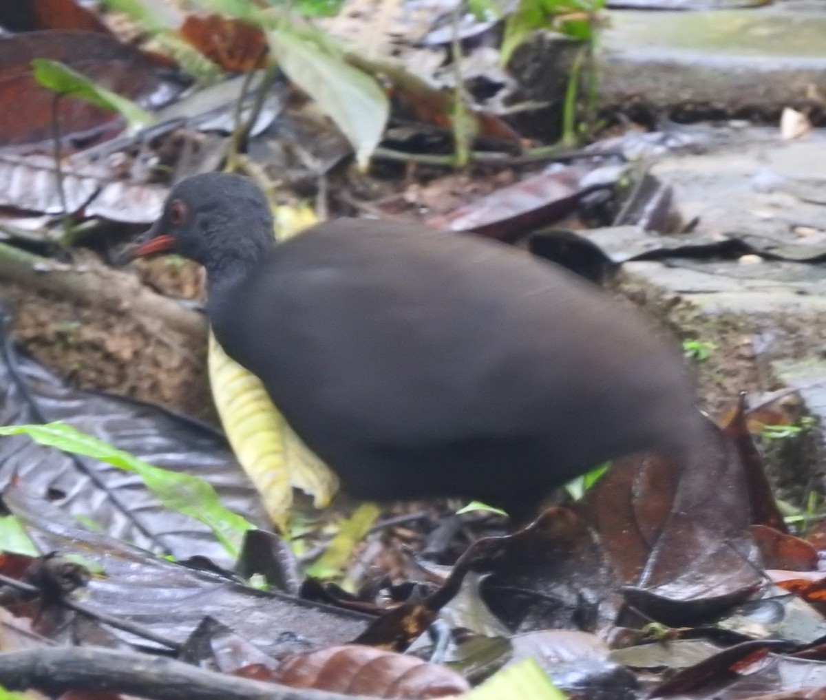 Berlepsch's Tinamou - Crypturellus berlepschi - Media Search - Macaulay ...