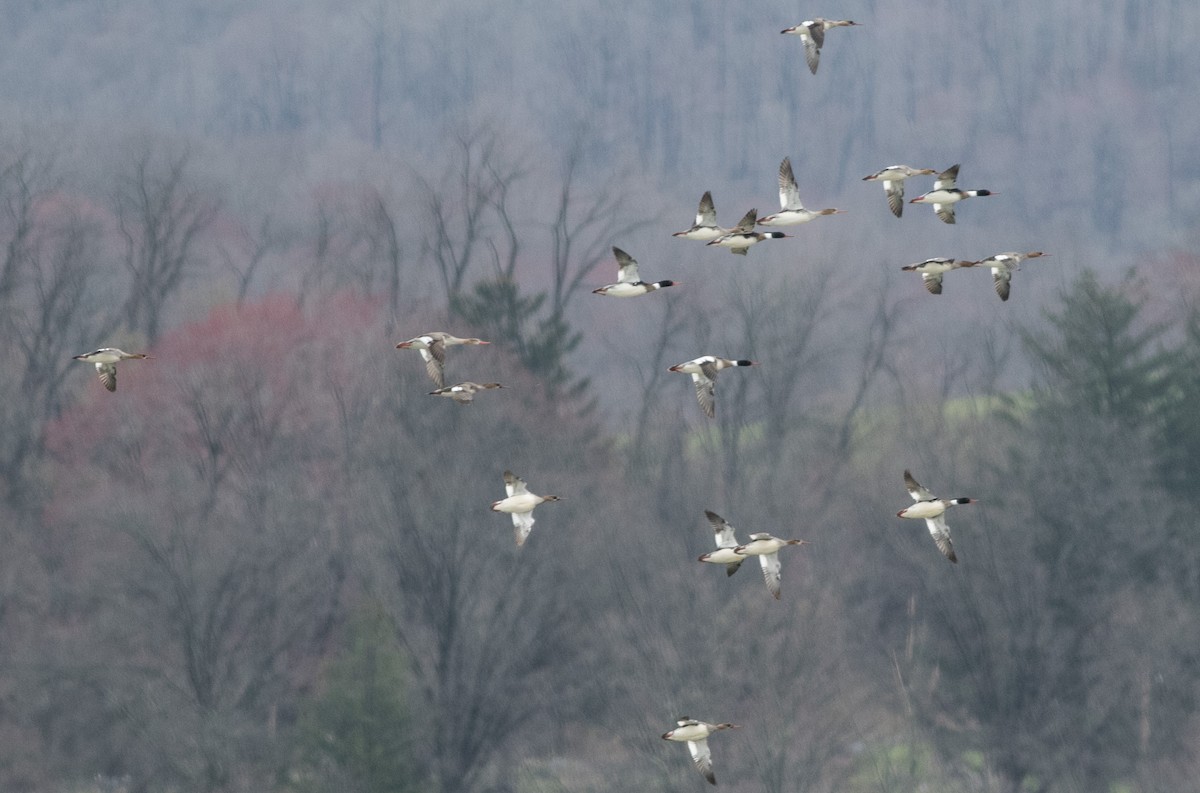 Pennsylvania Bird Atlas Checklist - 1 Apr 2024 - Greenlick Run Lake - 24 species (+1 other taxa)