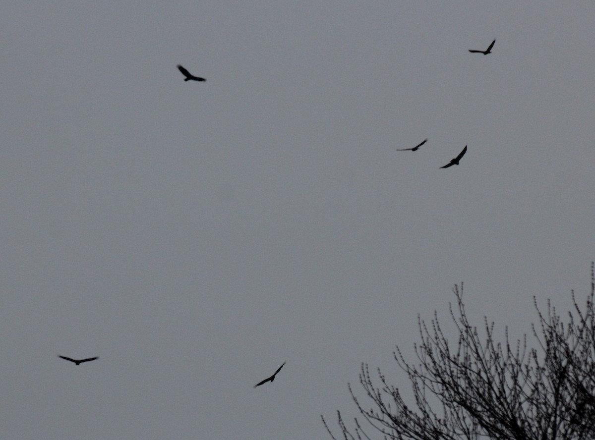 Pennsylvania Bird Atlas Checklist - 1 Apr 2024 - Lake Montrose - 7 species