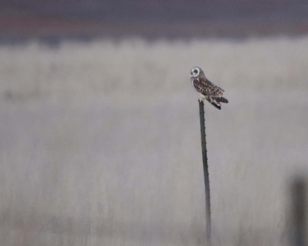 ML616844246 - Short-eared Owl - Macaulay Library