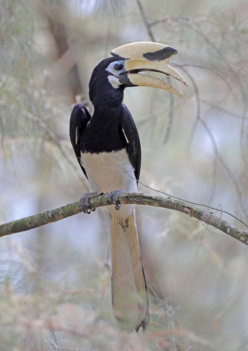 eBird Checklist - 3 Apr 2024 - Coney Island (Serangoon Island) - 4 species