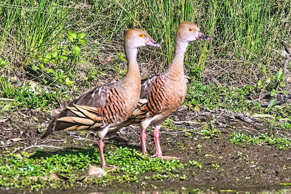 eBird Checklist - 3 Apr 2024 - Spring Mt Reserve - 41 species