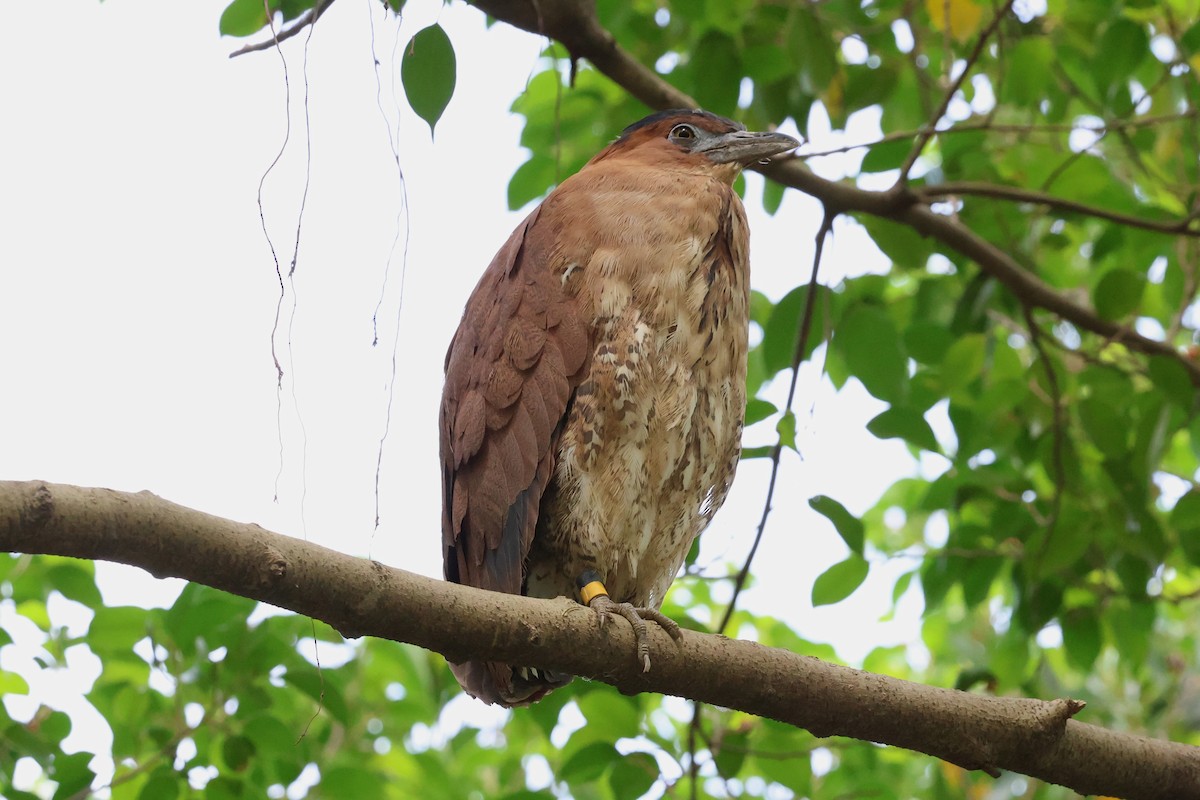 Taiwan Bird Atlas Checklist - 28 Mar 2024 - 台北--大安森林公園(Taipei--Da'an ...